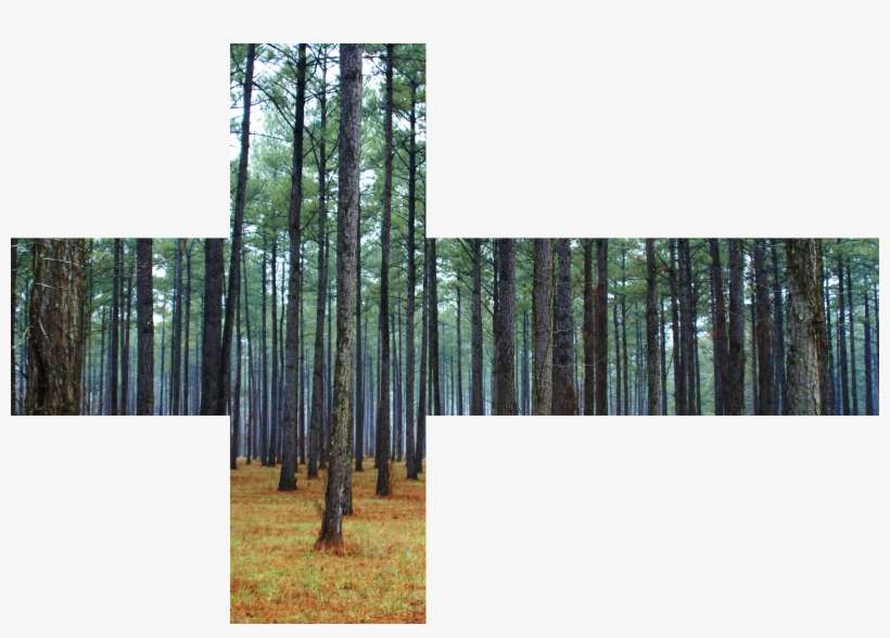 Download Forrest-skybox - Forest Skybox | Transparent PNG Download ...