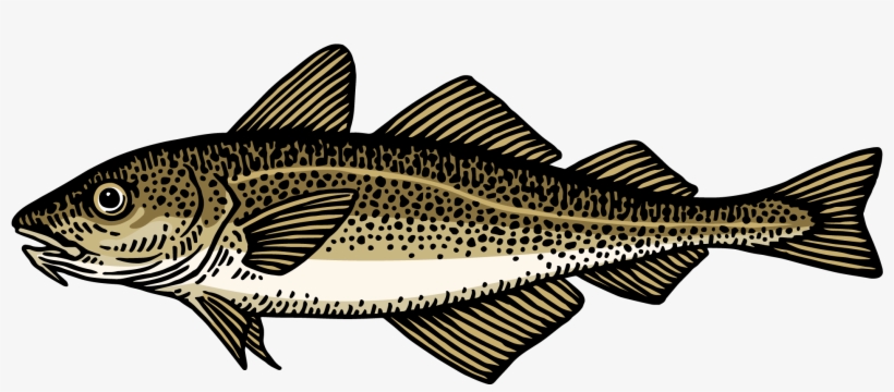 Atlantic Cod - Illustration PNG Image | Transparent PNG Free Download ...