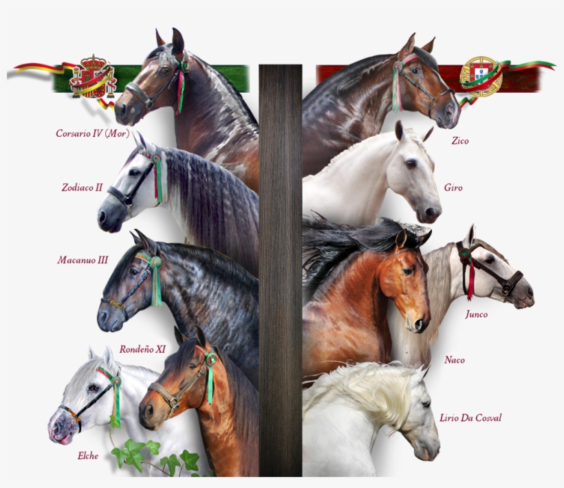 Download Mane | Transparent PNG Download | SeekPNG