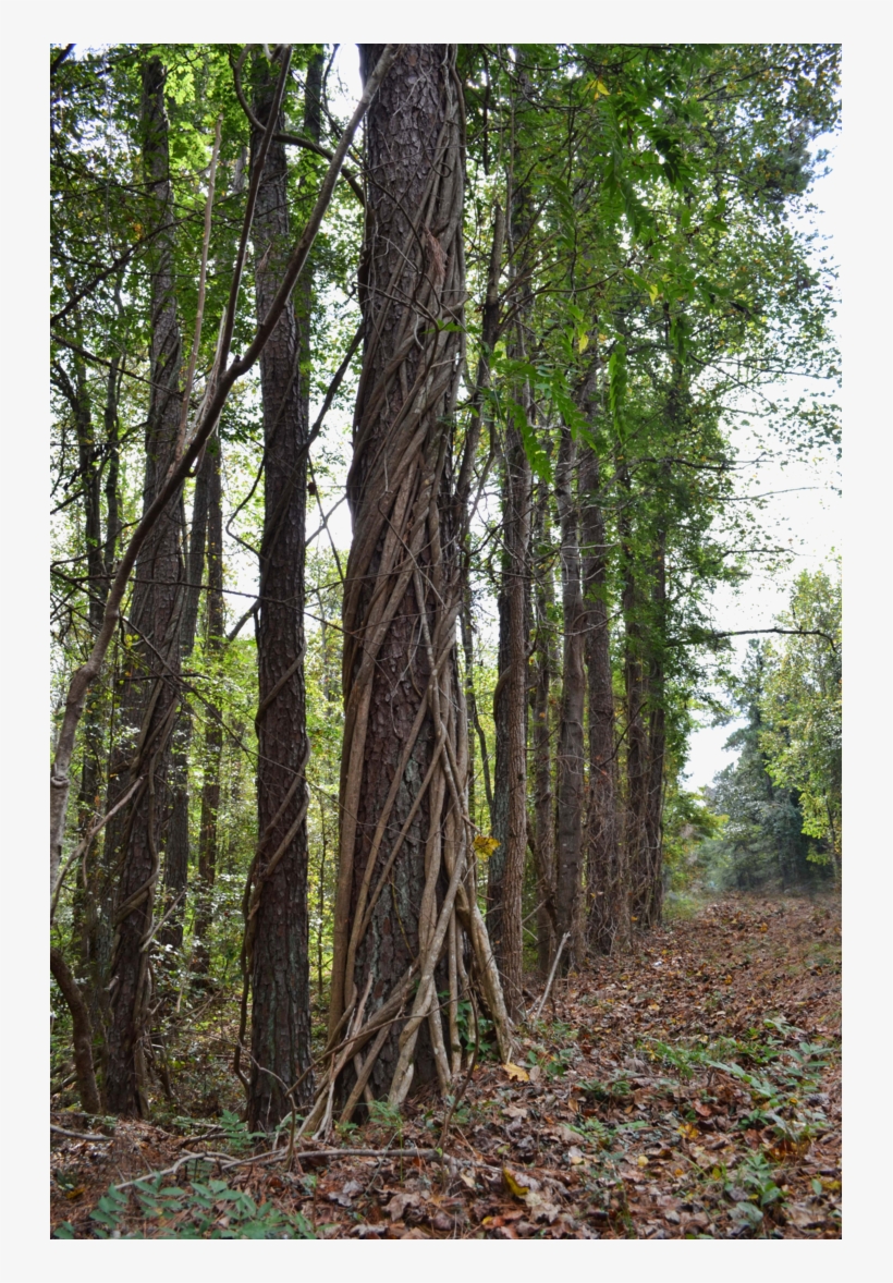 Tree Vines In Forest Png Stock By - Png Transparent Forest Background ...