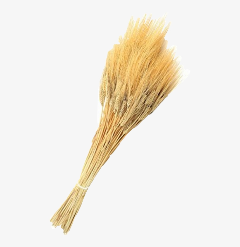 Emmer PNG Image | Transparent PNG Free Download on SeekPNG