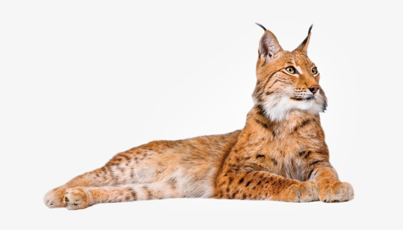 Lynx Png Picture - Transparent Lynx Png PNG Image | Transparent PNG ...