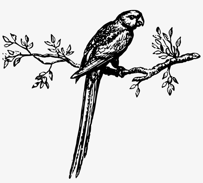 Bird On Branch Clip Art