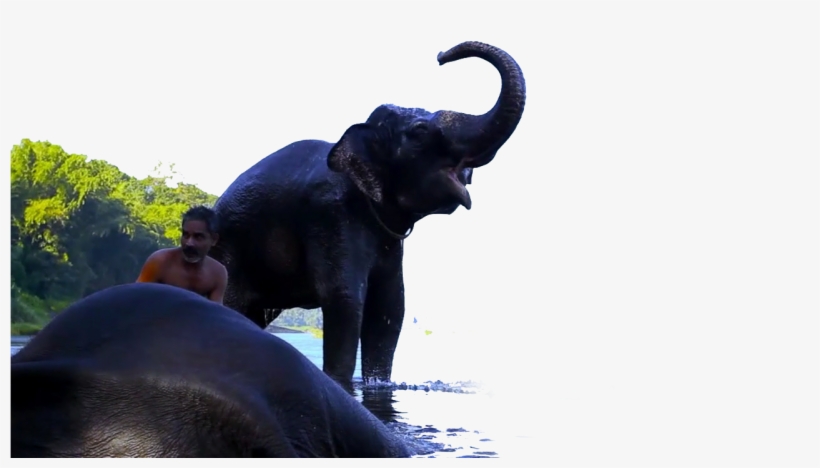 “to See An Elephant Coming Across You, When One Start PNG Image ...