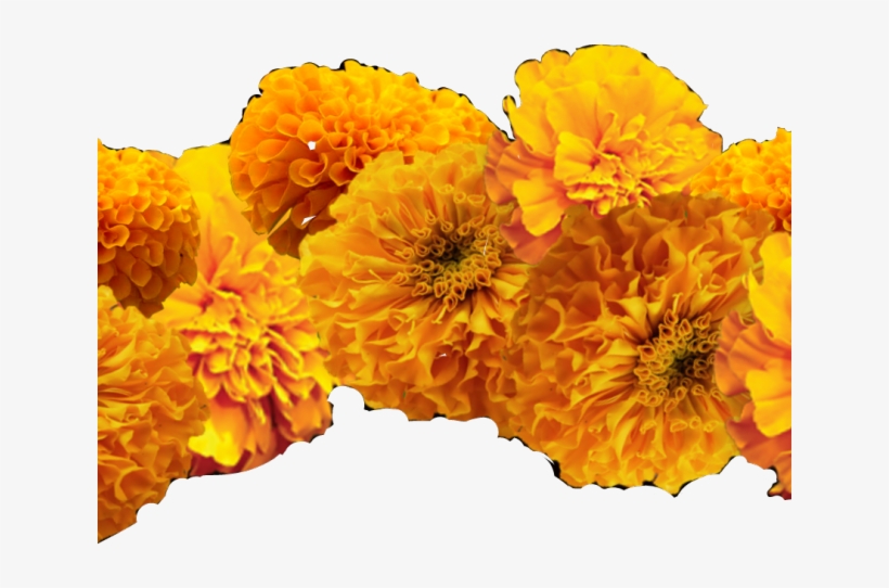 Cempazuchitl Flower In English | Best Flower Site