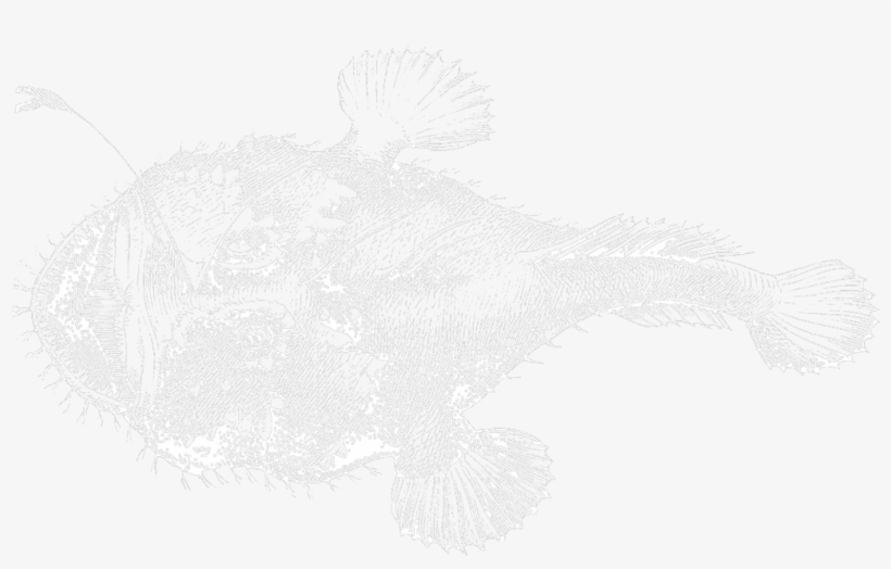 Monkfish - Marine Biology PNG Image | Transparent PNG Free Download on ...