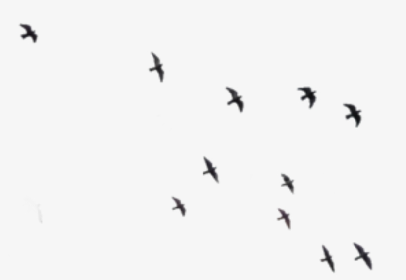 Ftestickers Sticker - Flock PNG Image | Transparent PNG Free Download ...