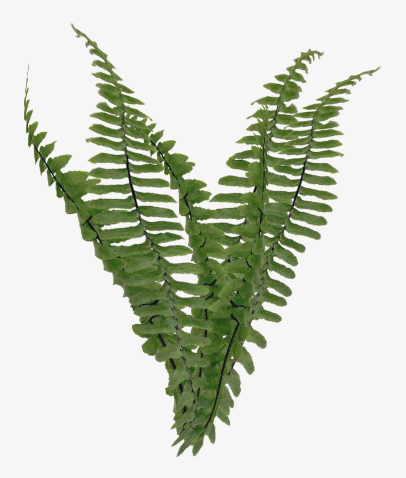 Ferns Png - Transparent Background Png Foliage PNG Image | Transparent ...