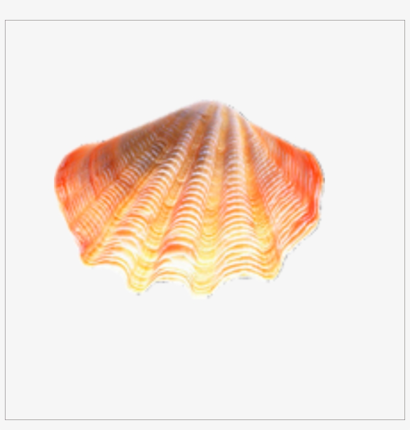 Seashells Transprent Png Free Download Orange Marine - Shell PNG Image ...