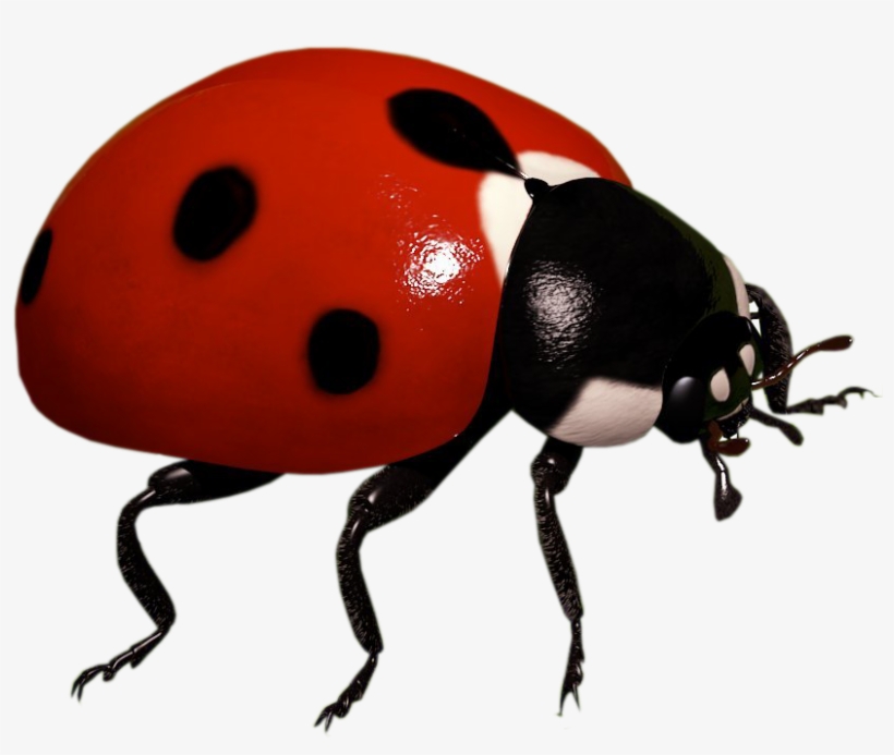 Ladybug Insect Transparent Background Png - Lady Bug Transparent ...