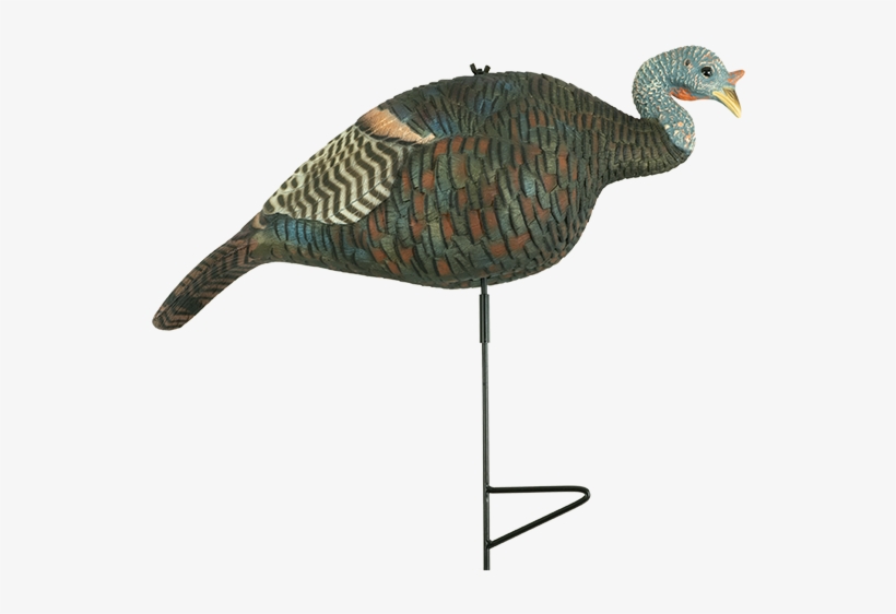 Relaxed Hen - Turkey PNG Image | Transparent PNG Free Download on SeekPNG