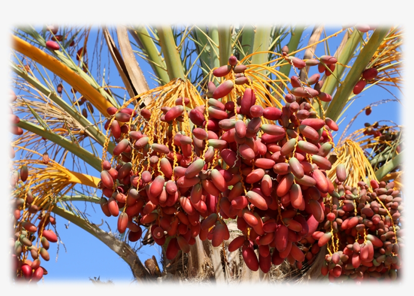 Dates PNG Image | Transparent PNG Free Download on SeekPNG