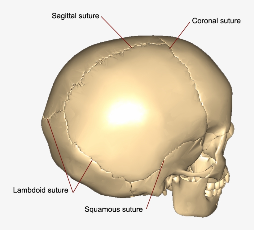 11 The Cranial Sutures - Skull Coronal Suture PNG Image | Transparent ...