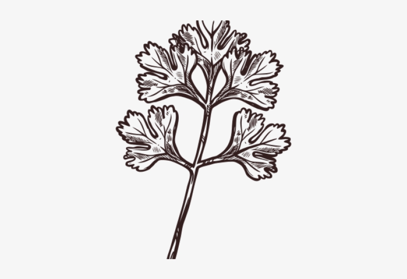 Drawn Herbs Cilantro - Cilantro Herb PNG Image | Transparent PNG Free ...