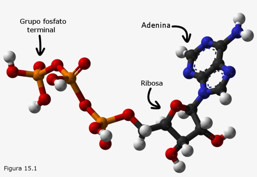 Atp 3d Balls Es - Atp Ball And Stick Model PNG Image | Transparent PNG ...