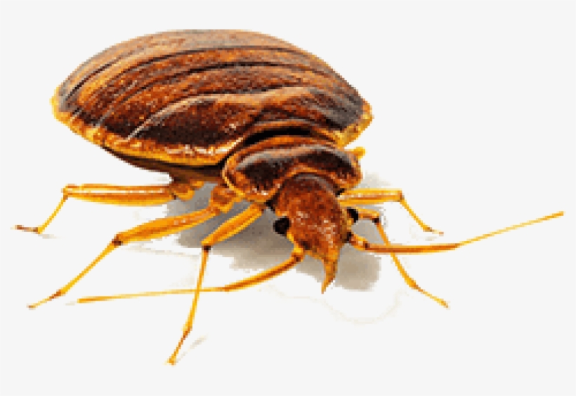 Free Png Download Bed Bug Front View Png Images Background - Bed Bugs ...