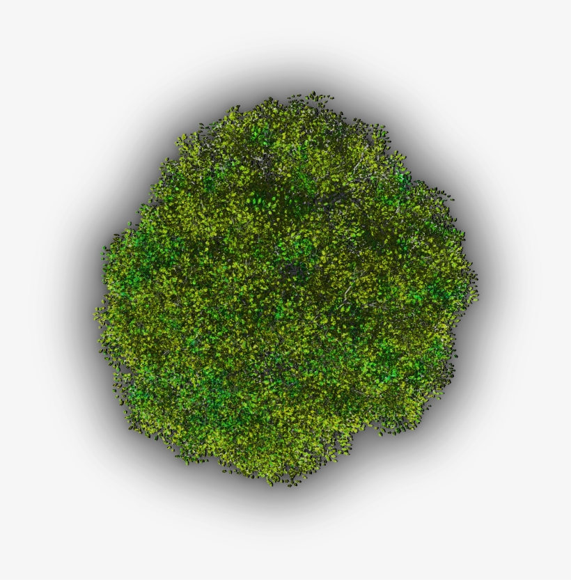 Tree Jrl3a - Moss PNG Image | Transparent PNG Free Download on SeekPNG