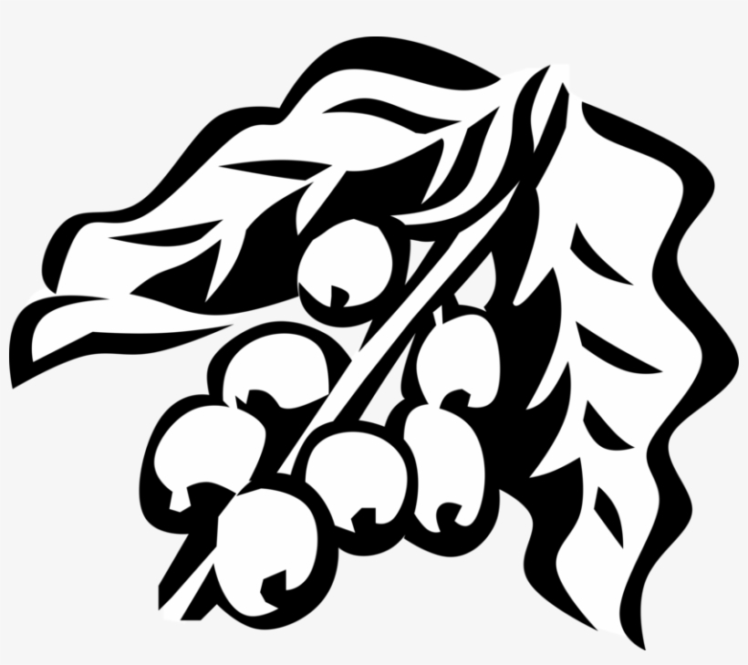 Vector Illustration Of Coffee Bean Seed Of The Coffee PNG Image ...