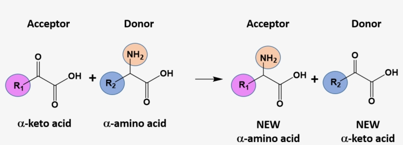 A Common Group Transfer Reaction In Biological Systems - Diagram PNG ...