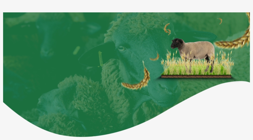 Download Slide8-sample | Transparent PNG Download | SeekPNG