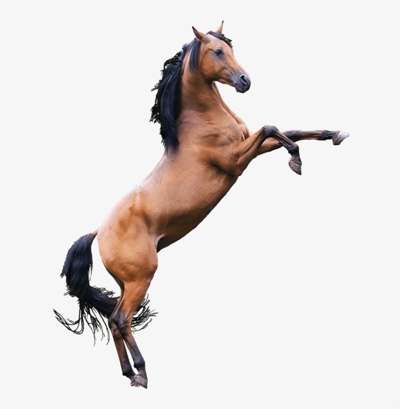 Horse - Stallion PNG Image | Transparent PNG Free Download on SeekPNG