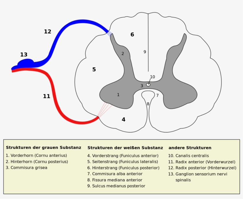 Medulla Spinalis Png PNG Image | Transparent PNG Free Download on SeekPNG