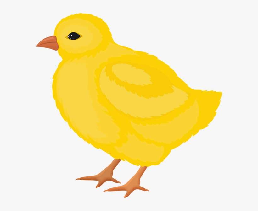 Download Chicken Transparent Image | Transparent PNG Download | SeekPNG