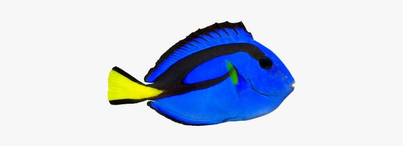 Regal Blue Tang - Blue Tang Fish Transparent PNG Image | Transparent ...