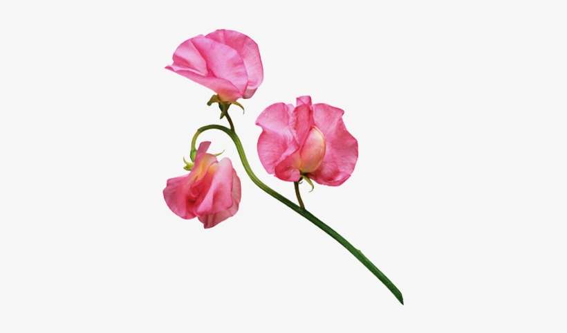 177 Images About Flower Png On We Heart It - Sweet Pea Flower ...