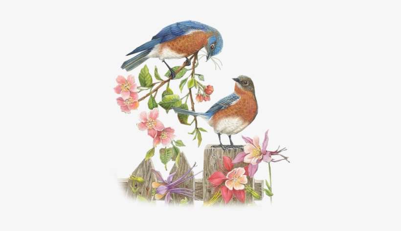 Gg08-bird 010 - Eastern Bluebird PNG Image | Transparent PNG Free ...
