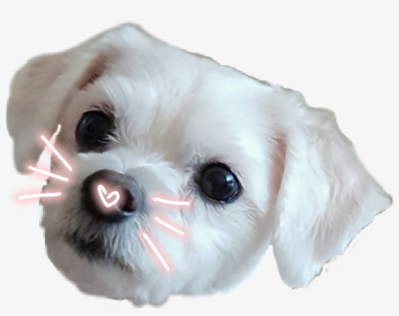 Dog Sticker PNG Image | Transparent PNG Free Download on SeekPNG