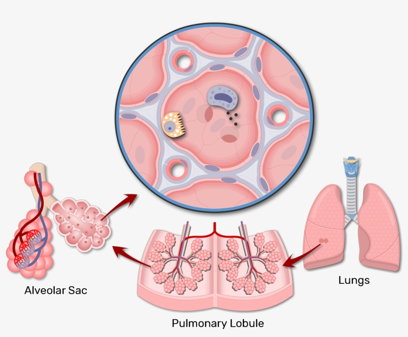 A Magnified View Of An Alveolar Sac - Alveoli Structure PNG Image ...