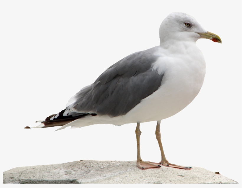 Gull Png - Normie Memes PNG Image | Transparent PNG Free Download on ...