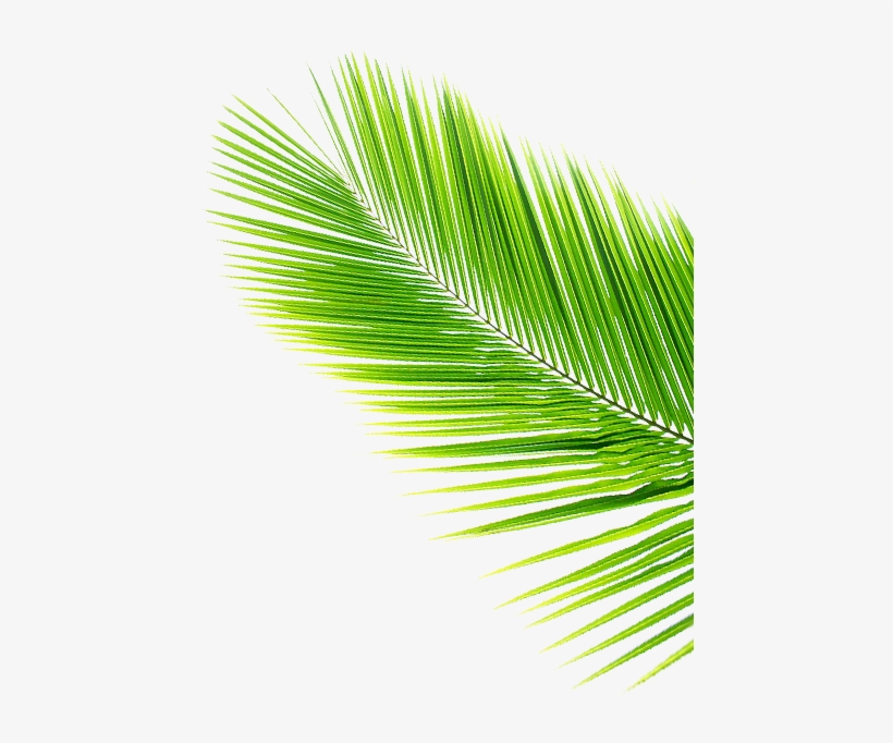 Download Coconut Tree Leaves Png - Leaf | Transparent PNG Download ...