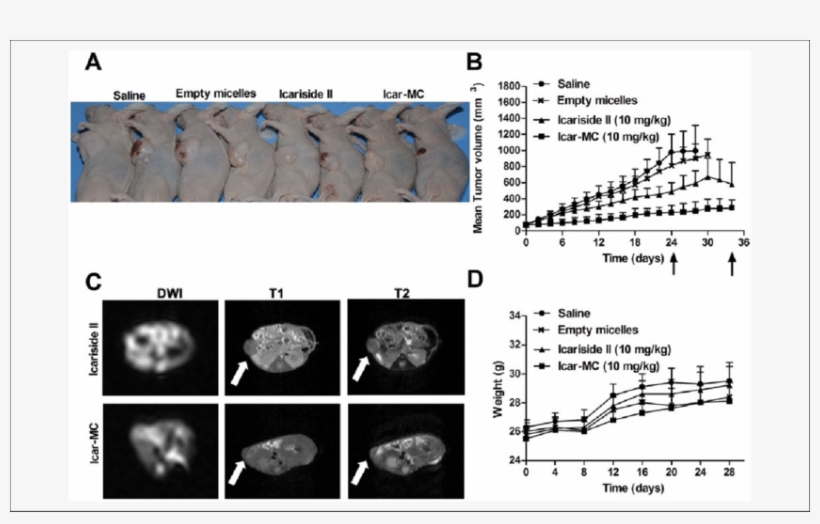 Mice With Representative Tumor Xenografts Are Shown - Therapy PNG Image ...