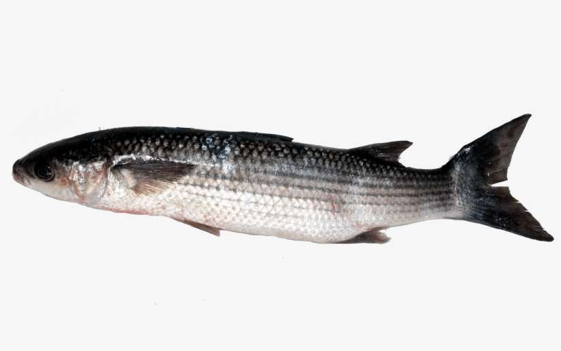 Coregonus Lavaretus PNG Image | Transparent PNG Free Download on SeekPNG