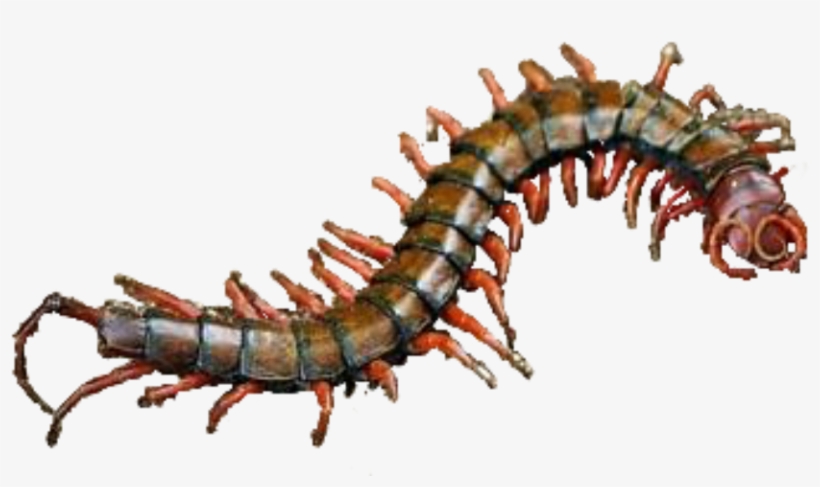 Regal Moth PNG Image | Transparent PNG Free Download on SeekPNG