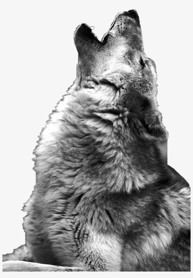 Download Wolf Sticker - Wolf Howling Photography | Transparent PNG ...