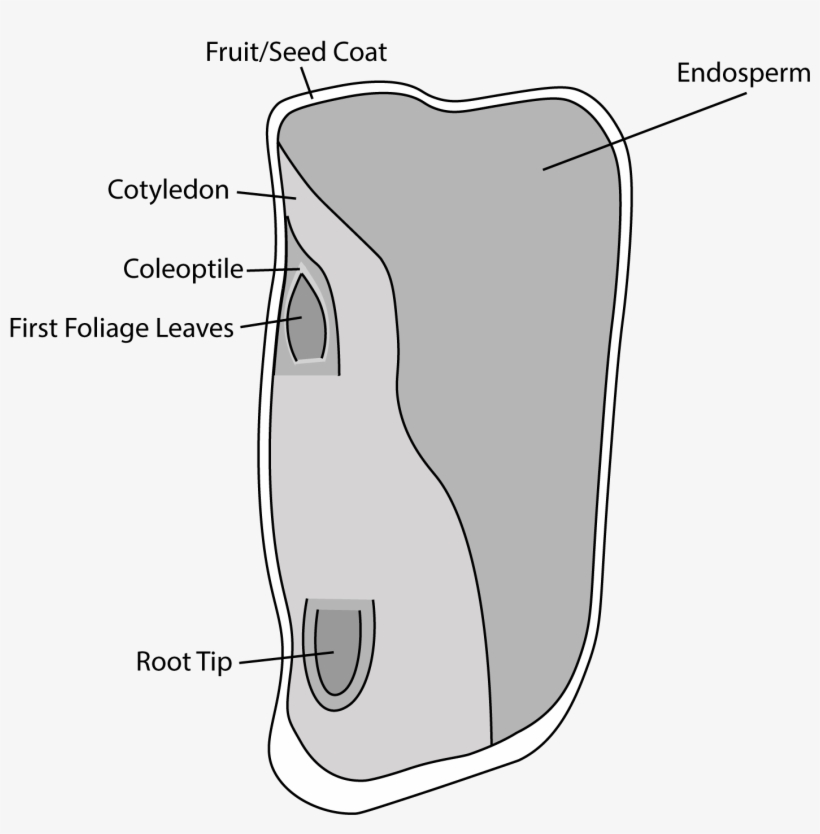 Download Labelled Corn Seed Illustration - Diagram | Transparent PNG ...