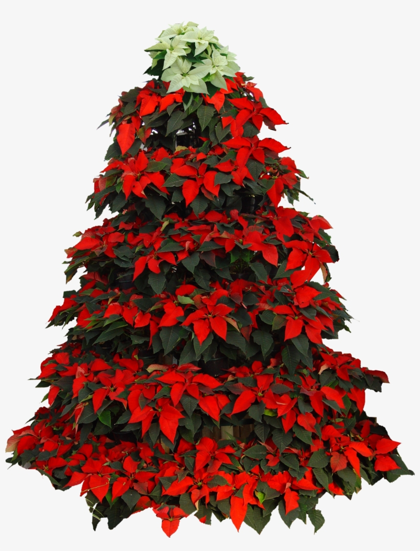 1965 X 2394 0 - Christmas Tree Png In Red PNG Image | Transparent PNG ...