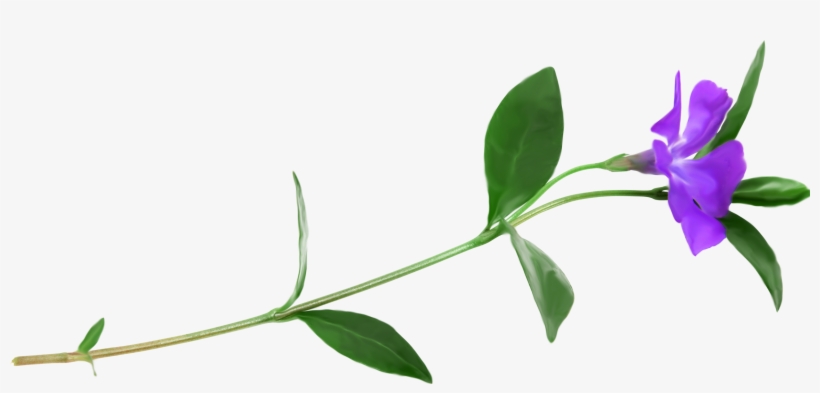 Petal Plant Stem Flower Clip Art - Periwinkle PNG Image | Transparent ...