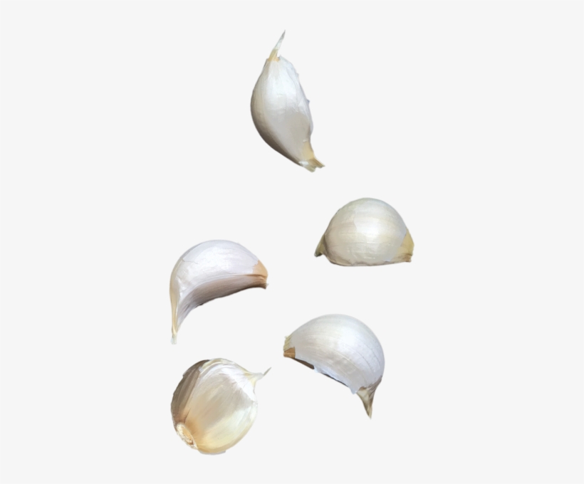Garlic PNG Image | Transparent PNG Free Download on SeekPNG