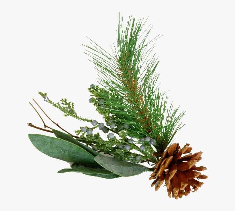 Pine Tree Branch Png Images Pictures - Pine Cone Branch Png PNG Image ...