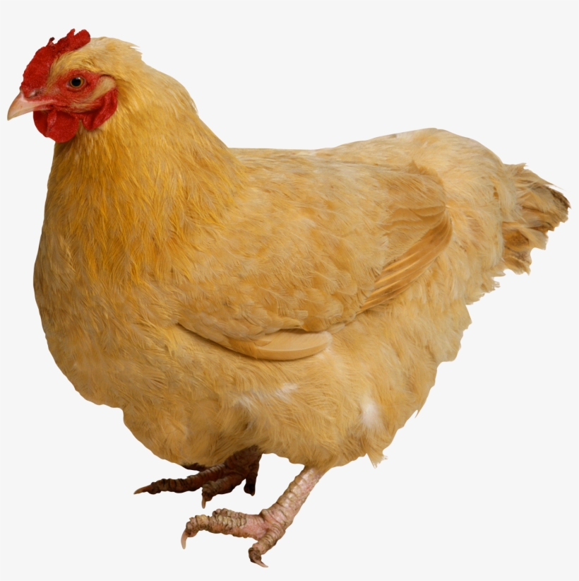 Reel Chicken - Transparent Pictures Of Chickens PNG Image | Transparent ...