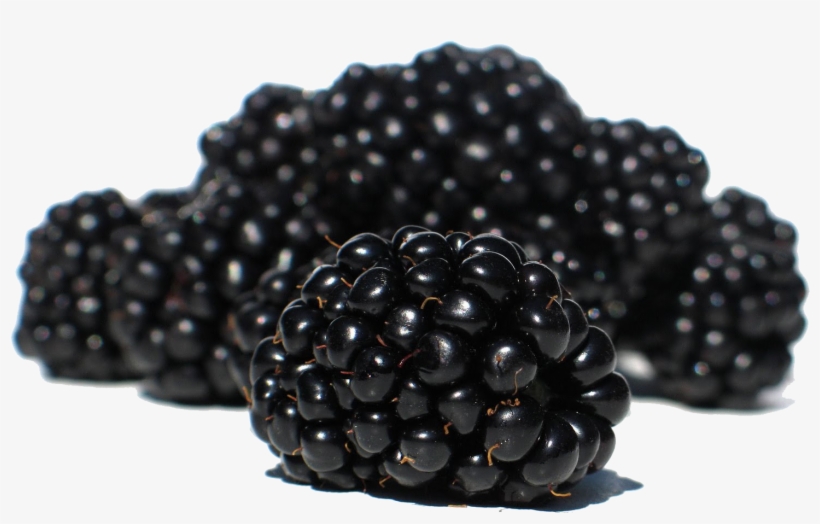 Blackberry Fruit Png PNG Image | Transparent PNG Free Download on SeekPNG