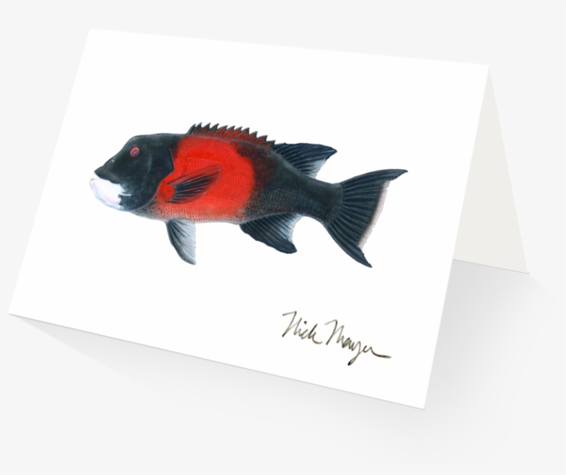 California Sheephead, Male - California Sheephead PNG Image ...