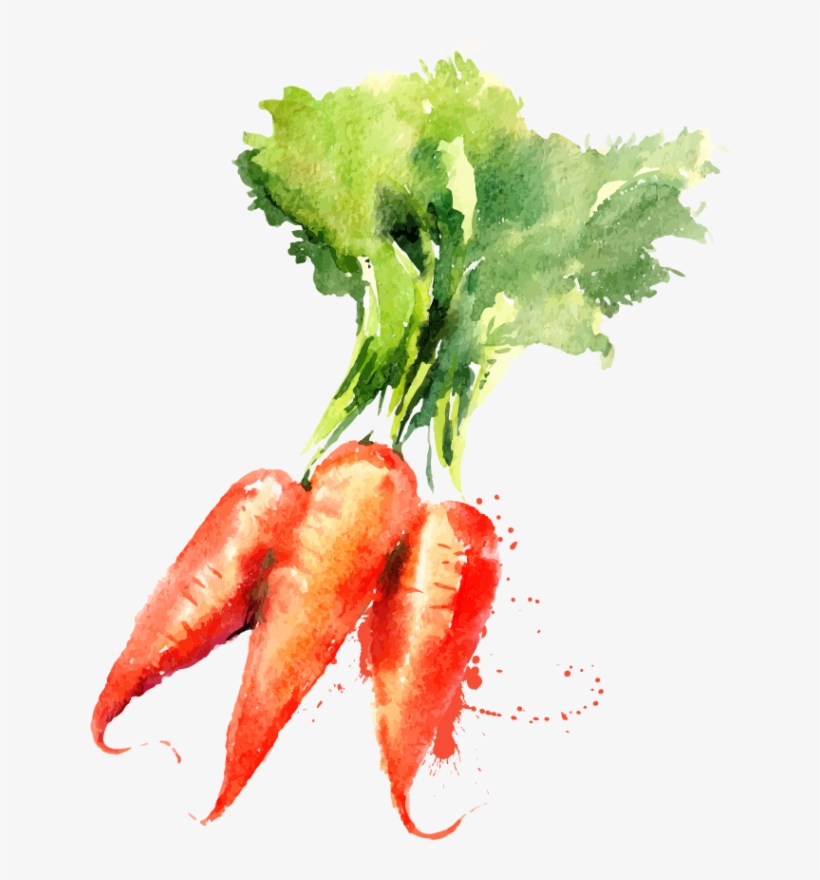 Find Out More - Vegetable Watercolor Paintings PNG Image | Transparent ...