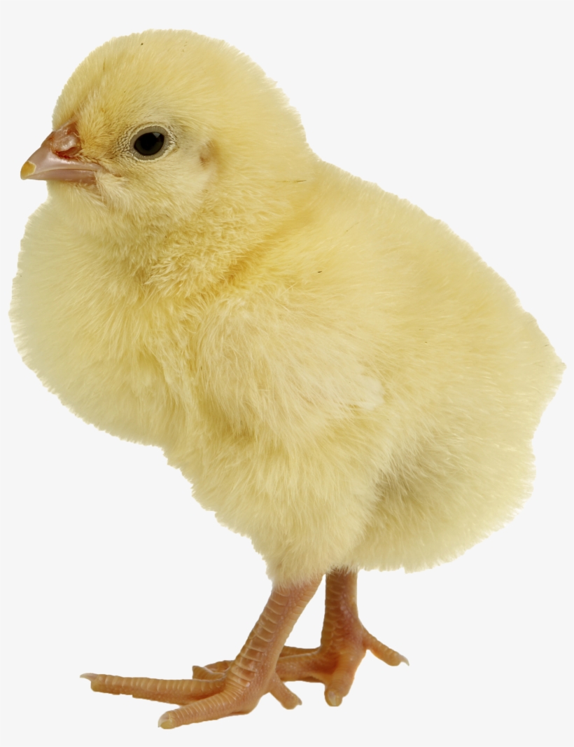 Free Icons Png - Chick Png PNG Image | Transparent PNG Free Download on ...