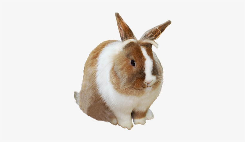 Real Easter Bunny Png - Rabbit PNG Image | Transparent PNG Free ...
