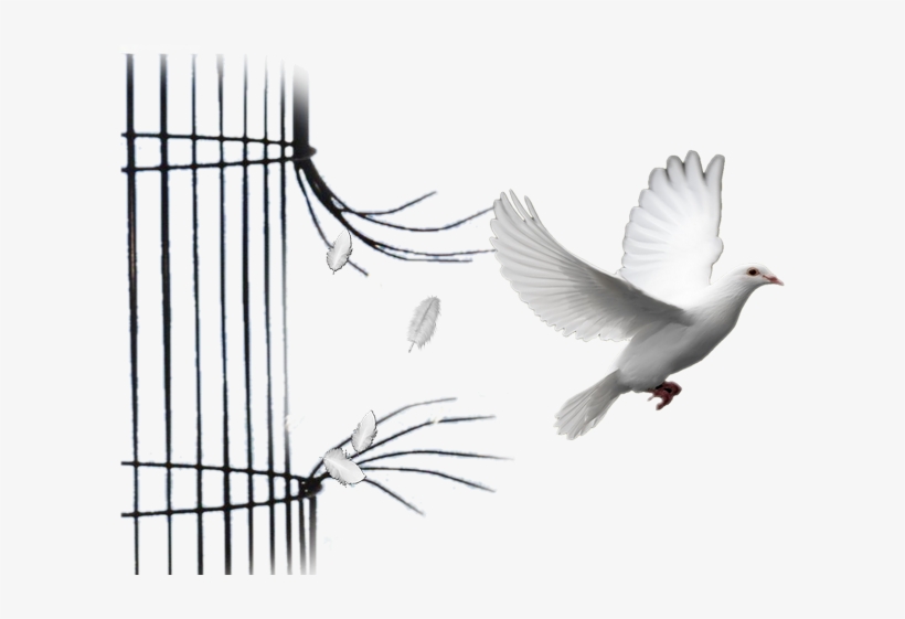 Pigeons - Dove Funeral Png PNG Image | Transparent PNG Free Download on ...